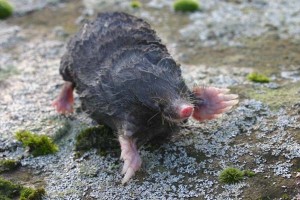 This mole must have drowned, I found it floating at the pond edge