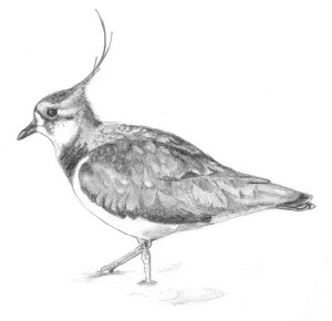 Lapwing are noisily calling 'pee-wit' in the fields above my workshop