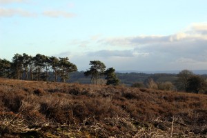 An invigorating walk along Lastingham Ridge on the North York Moors
